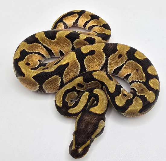 Specter/Yellow Belly Enchi Het Desert Ghost Ball Python by Exquisite ...
