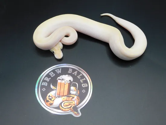 Banana Ivory Ball Python by BrewBalls