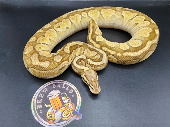 Pastel Lesser Ball Python by BrewBalls