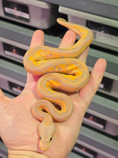 Banana Black Pastel Orange Dream Clown Ball Python by BrewBalls