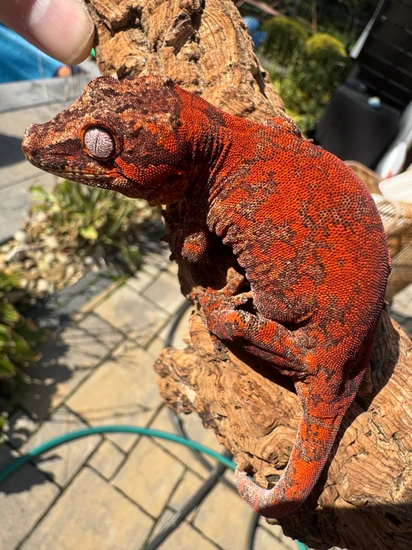 High Intensity Line Garg Gargoyle Gecko by Sandalwood Gecko Co
