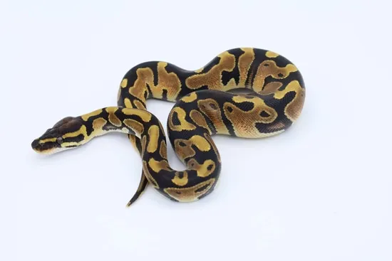 Yellow Belly 50% Het Ghost Ball Python by B&B Reptiles