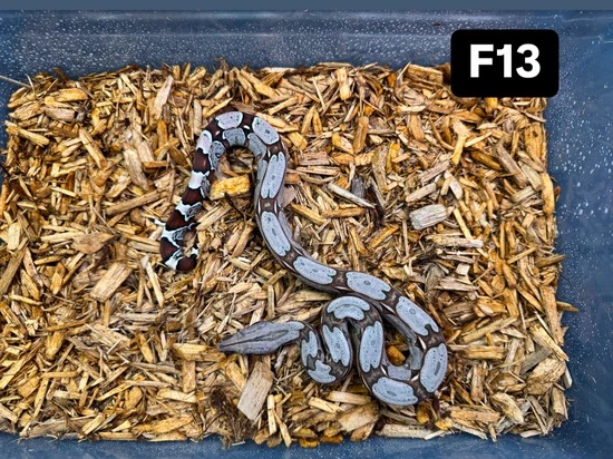 Suriname BCC True Red-Tailed Boa Constrictor by SoCal Constrictors