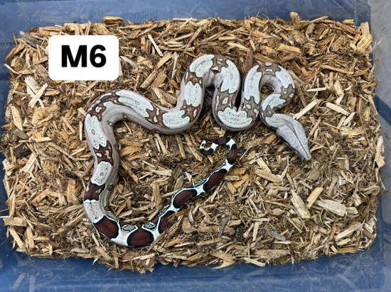 Suriname BCC True Red-Tailed Boa Constrictor by SoCal Constrictors