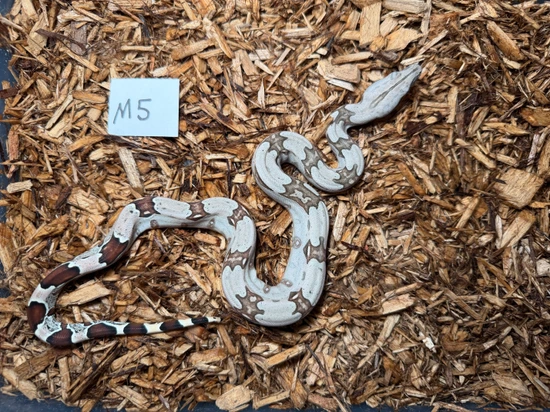 CBB Suriname Redtail Boa BCC M5 True Red-Tailed Boa Constrictor by ...