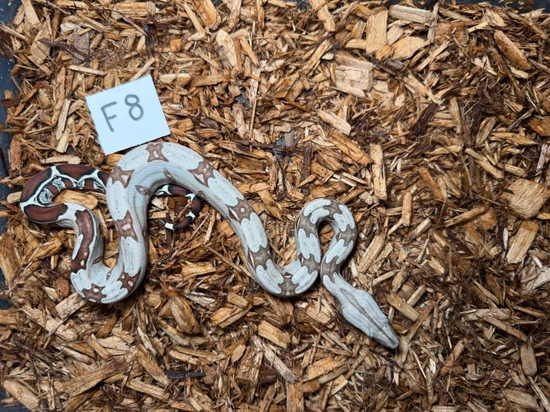 CBB Suriname Redtail Boa BCC F8 True Red-Tailed Boa Constrictor by ...