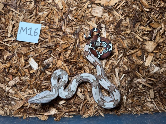 CBB Suriname Redtail Boa BCC M16 True Red-Tailed Boa Constrictor by ...