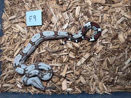 CBB Suriname Redtail Boa BCC F9 True Red-Tailed Boa Constrictor by ...