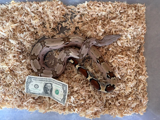 Suriname Boa BCC True Red-Tailed Boa Constrictor by SoCal Constrictors
