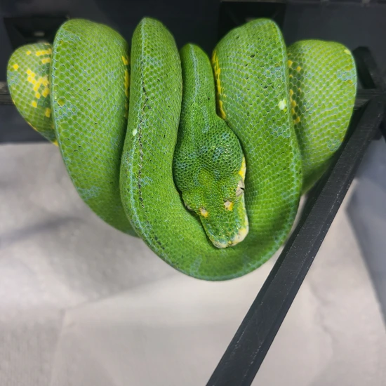 Pure Cyclops Gtp Green Tree Python by Brian Kurtz reptiles