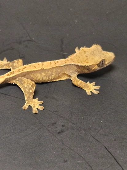 Yellow Harlequin Phantom – Excellent Early Expression Crested Gecko by ...