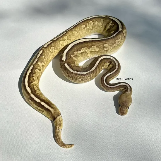 Super Disco Cinnamon Ball Python by Bite Exotics