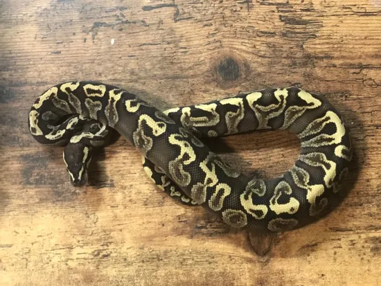 Ghi Phantom Ball Python by Southern Roots Pythons