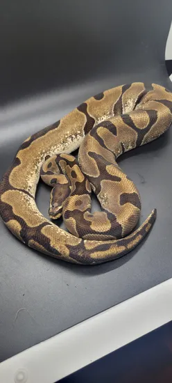 Enchi Scaleless Head Ball Python by Britt's Beauties