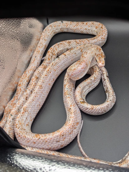 Calico Pair Beauty Rat Snake by Britt's Beauties