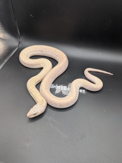 Patternless Hypo Whiteside Bullsnake by Britt's Beauties