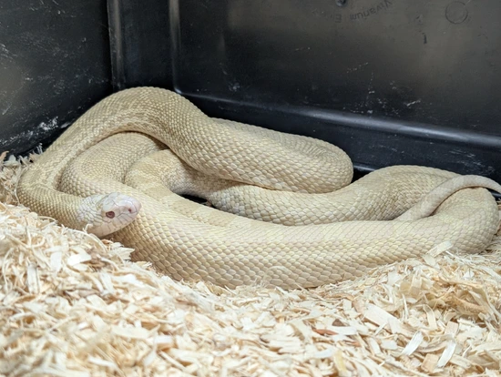 Adult Snow Bullsnake by Britt's Beauties