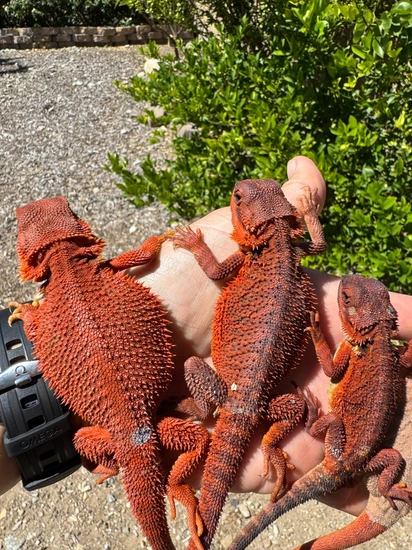 Group Of 100% Red Monster Hypo Leatherback Translucent Central Bearded ...