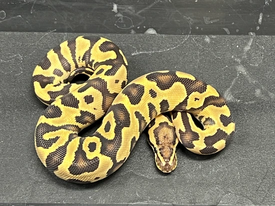 Trojan Leopard Het Clown Ball Python by Brock Wagner Reptiles