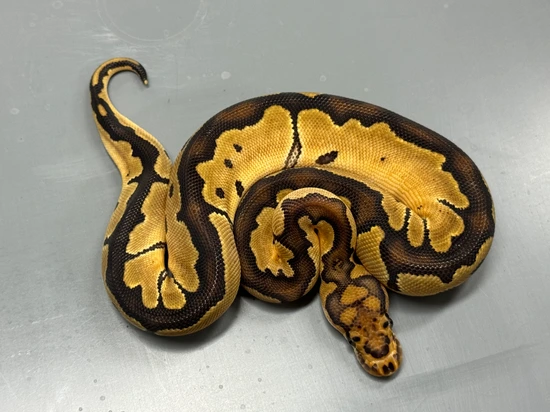 Trojan Clown Ball Python by Brock Wagner Reptiles