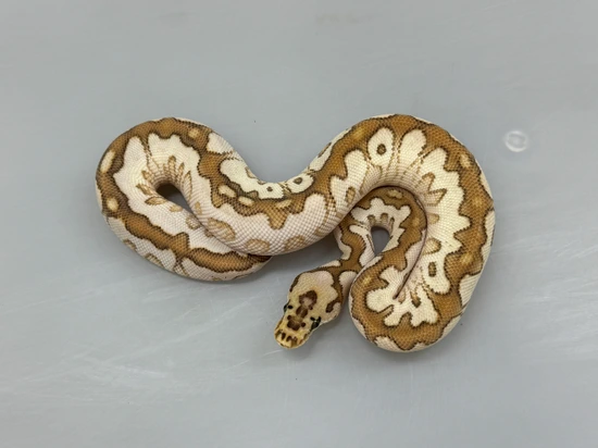 Butter Cinnamon Spotnose Clown Het Puzzle Ball Python by Brock Wagner Reptiles