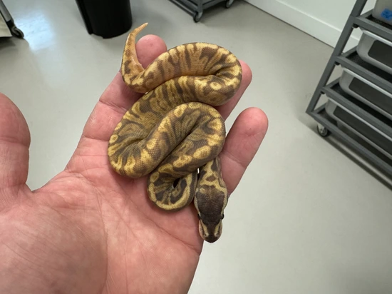 GHI Fire Yellowbelly Sunset Ball Python by Brock Wagner Reptiles