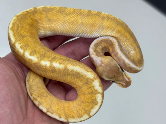 Fire Enchi Sunset Spotnose GHI Ball Python by Brock Wagner Reptiles