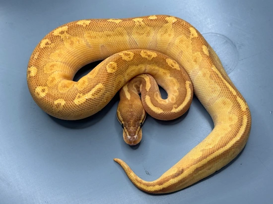 Enchi Fire Sunset Bongo Double Het Hypo Ultramel Ball Python by Brock Wagner Reptiles