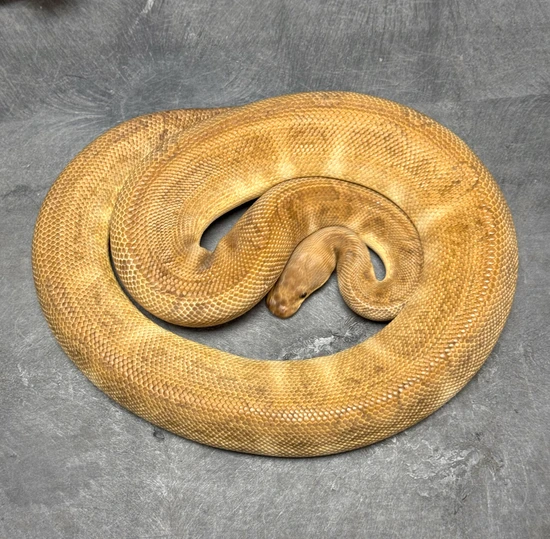 Sunset Clown Ball Python by Brock Wagner Reptiles