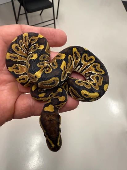 Special Het Monsoon Ball Python by Brock Wagner Reptiles