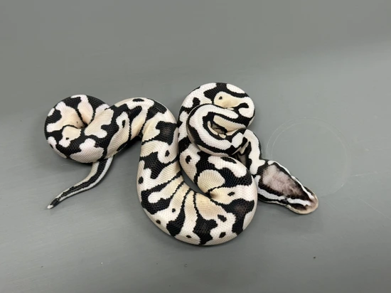 Pastel Desert Ghost Axanthic Ball Python by Brock Wagner Reptiles