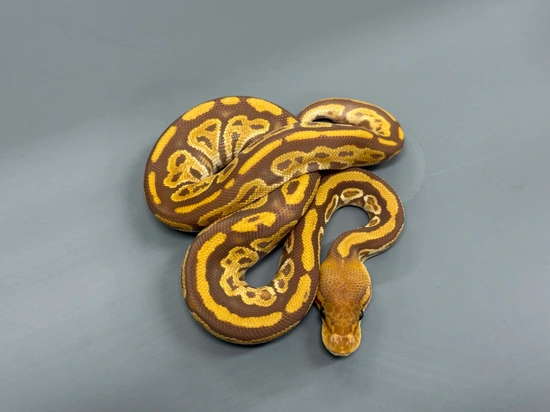 Bongo Ultramel Special Ball Python by Brock Wagner Reptiles