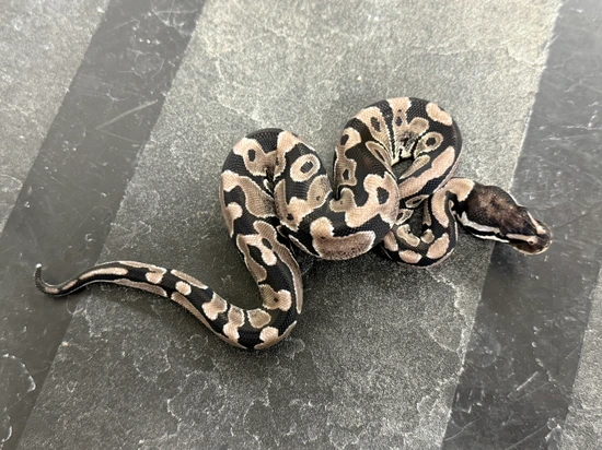 Axanthic Het Desert Ghost Ball Python by Brock Wagner Reptiles
