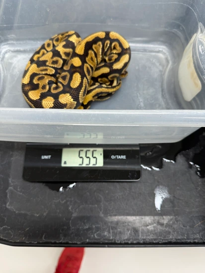Spotnose Yellowbelly Double Het Sunset Clown Ball Python by Brock ...