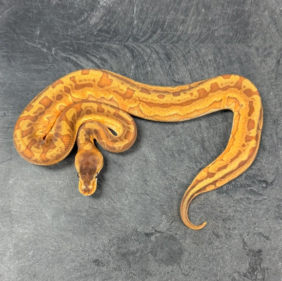 Sunset Orange Dream Puzzle Ball Python by Brock Wagner Reptiles