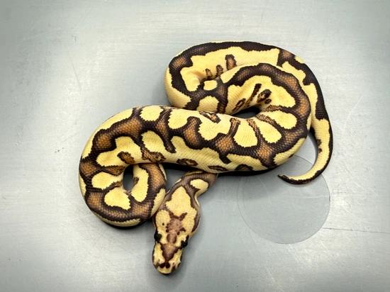 Spotnose Black Lace Mystic Clown Ball Python by Brock Wagner Reptiles