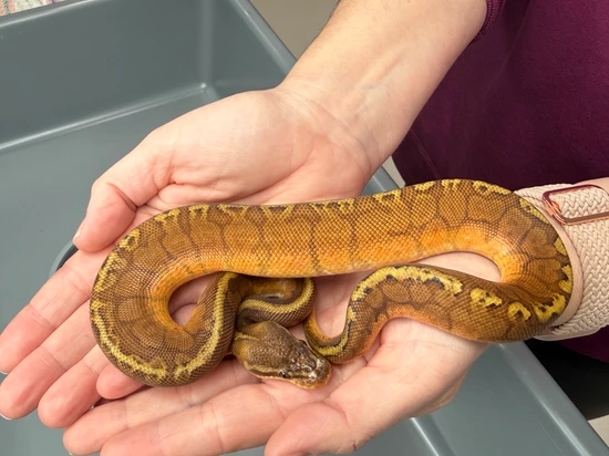 Spotnose Sunset Ball Python by Brock Wagner Reptiles