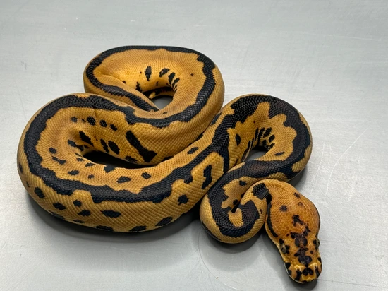 Batman Ball Python by Brock Wagner Reptiles