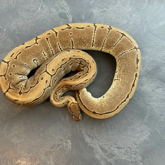 Penelope-Pinstripe Ball Python by Infinity Critters