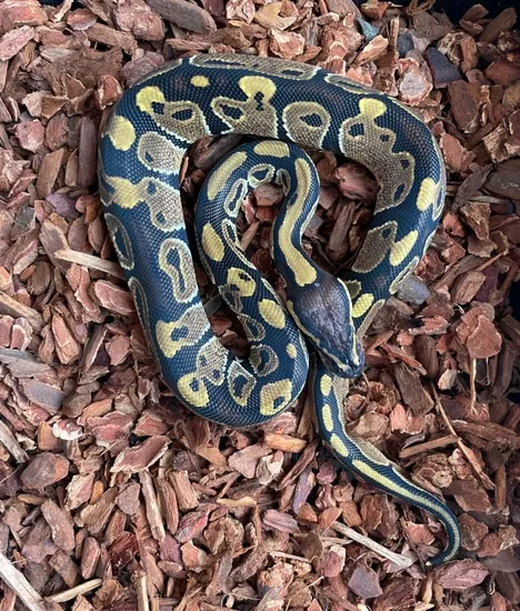 Normal 50% Het Ghost Ball Python by Balls of Anarchy