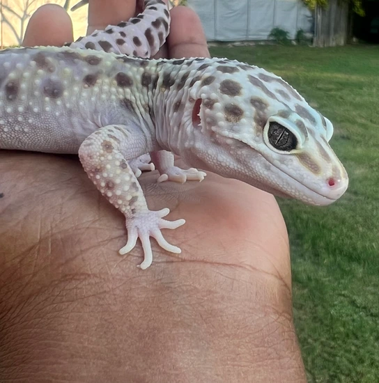 Mack Snow Bold Poss W/Y Leopard Gecko by Eublephoria
