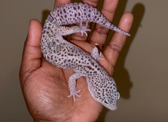 Mack Snow Bold Cross Leopard Gecko by Eublephoria