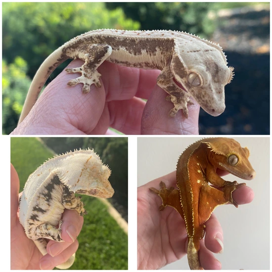 Gorgeous Red Lilly White Crested Gecko by Dragon Momma Cresties
