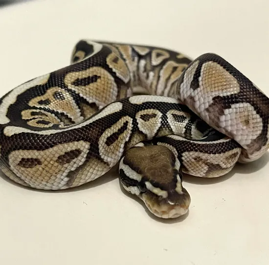 Lesser Spotnose Ball Python by Browns Exotics