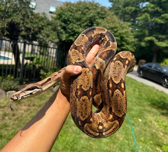Hypo Pos Het Moonglow Boa Constrictor by Bruno’s Exotics