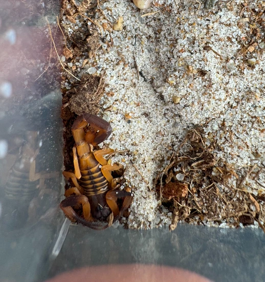 Babycurus Gigas (Tanzanian Giant Red Bark) Scorpion by Arachnid Rarities
