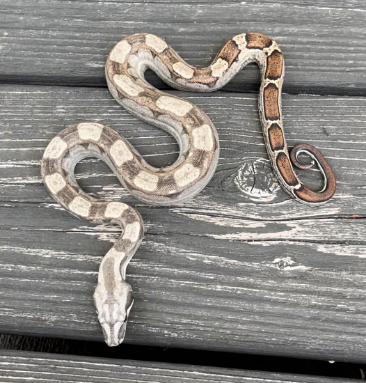 CA Motley Keywest Pos Het Specter Boa Constrictor by Gunlock Genetics
