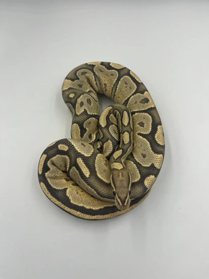 Yellow Belly Ghost Ball Python by Finest Royal Exotics