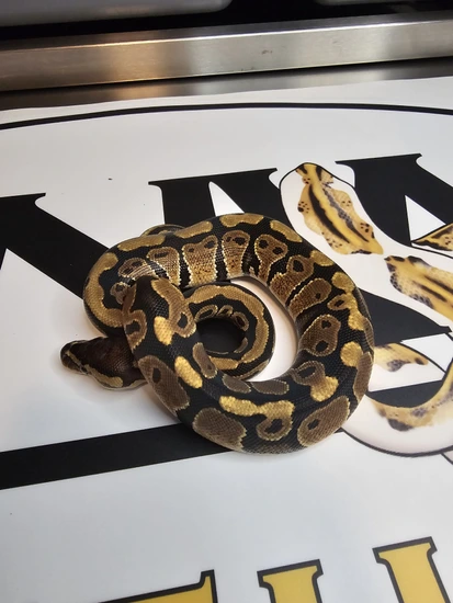 DH Sunset Clown Ball Python by PNW Reptilez