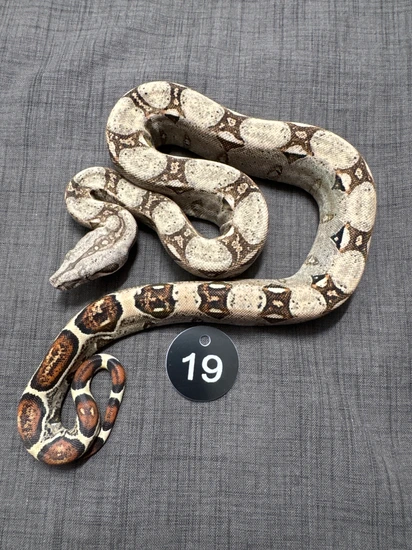 BCI Normal Boa Constrictor by Bryan's Reptiles